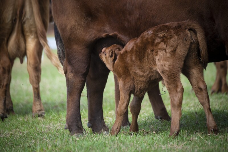 maternal behavior in cattle