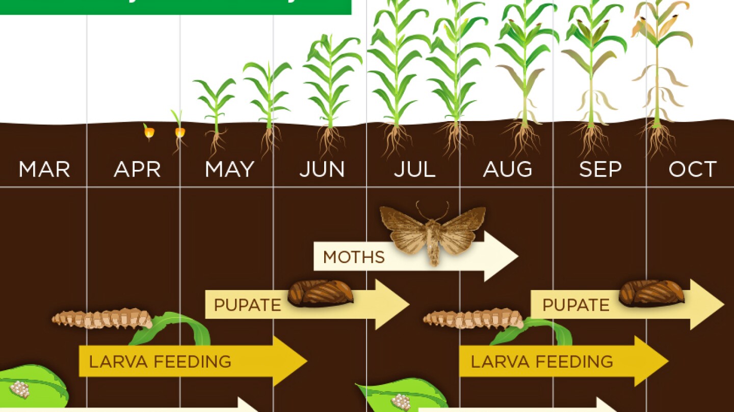 fall armyworm diet