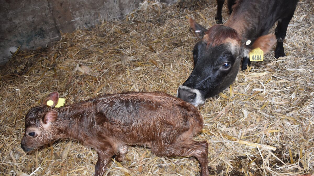 newborn calf protocol