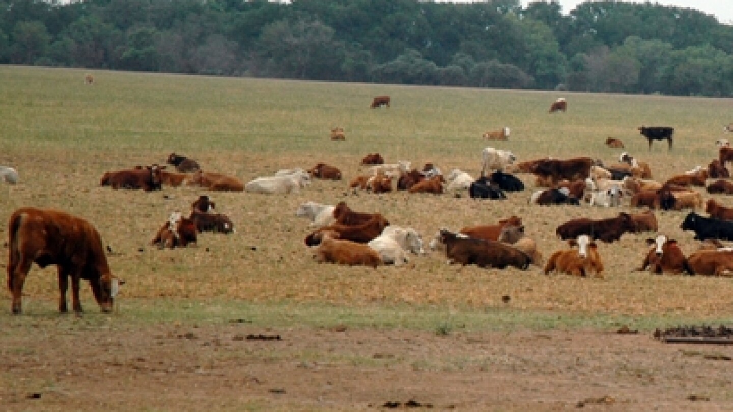 Fall Cattle Market Update for Midwest - Drovers