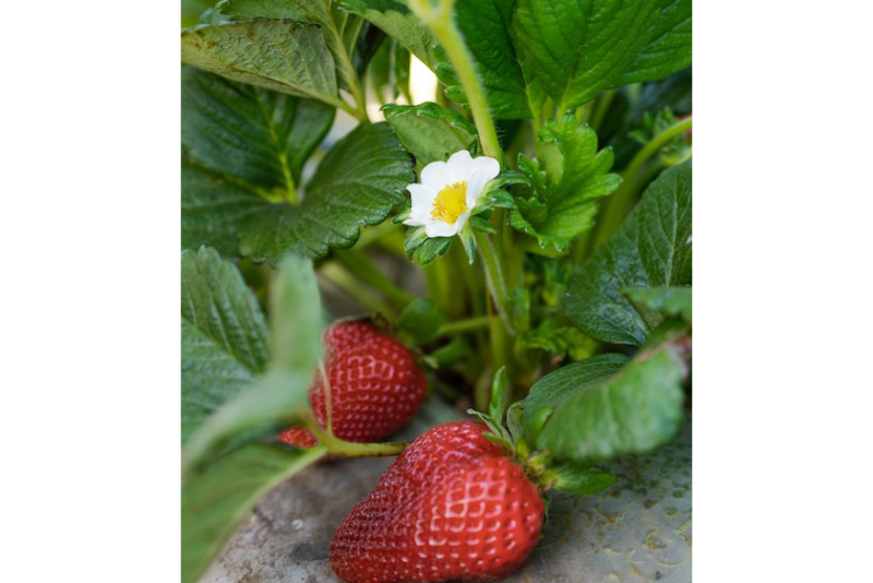 California Giant Berry Farms expects promotable volumes for Mother’s ...