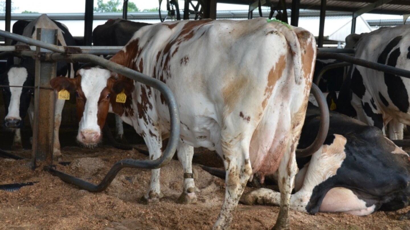 Tail Docking Survey - Dairy Herd