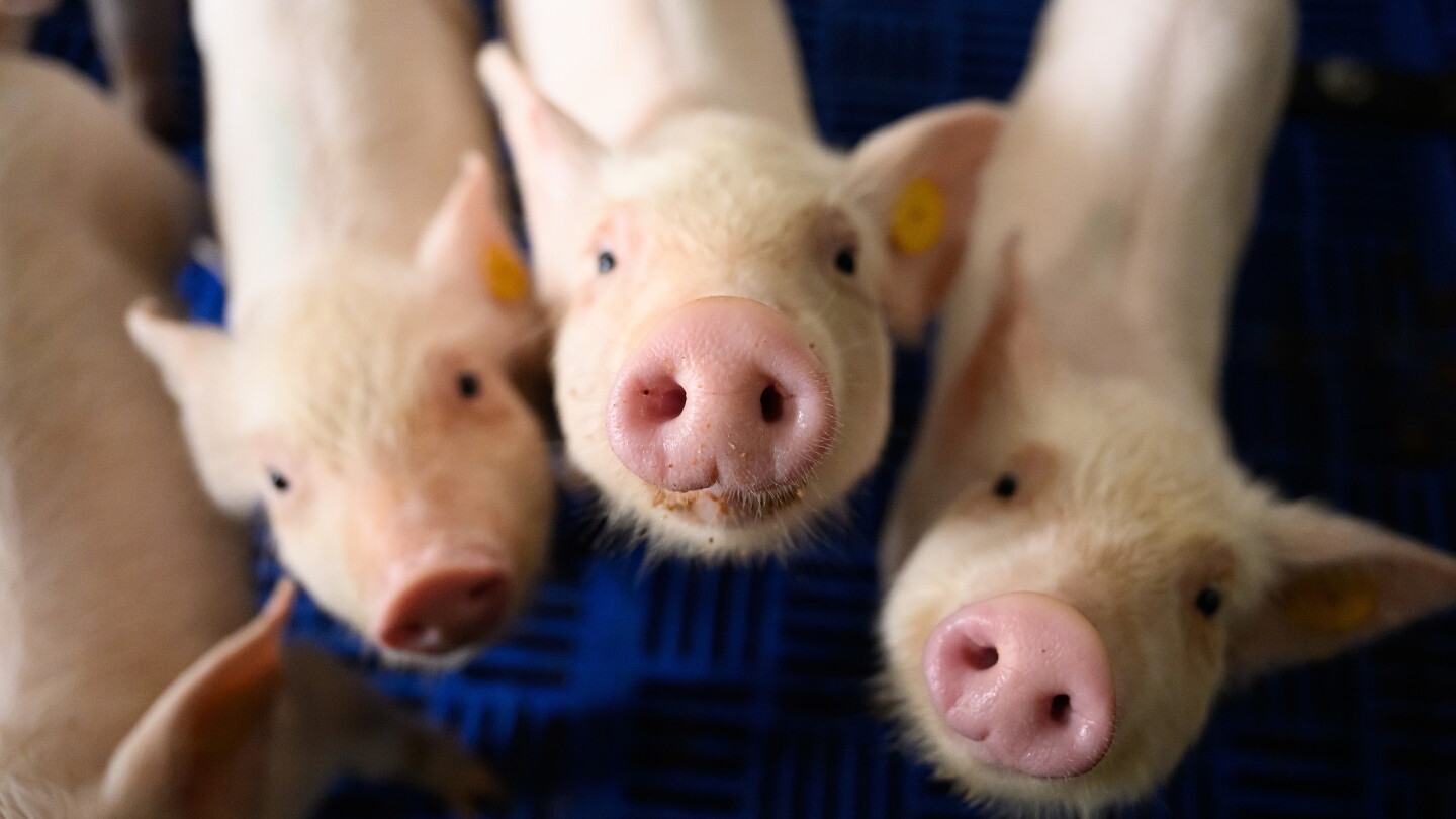 2023: A Mixed Bag for the U.S. Swine Industry - Pork Business