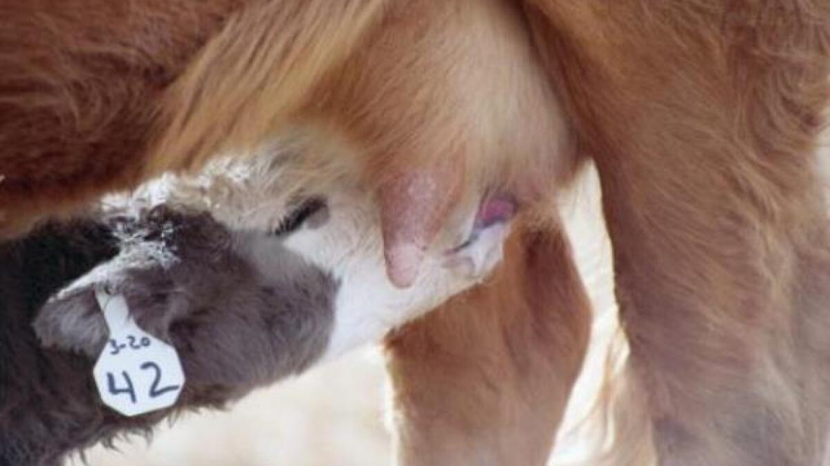 pasteurella multocida calves