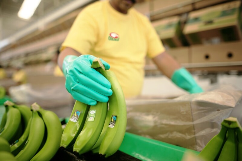 Coliman prepares for good Mexican banana volume - The Packer - Fruit ...