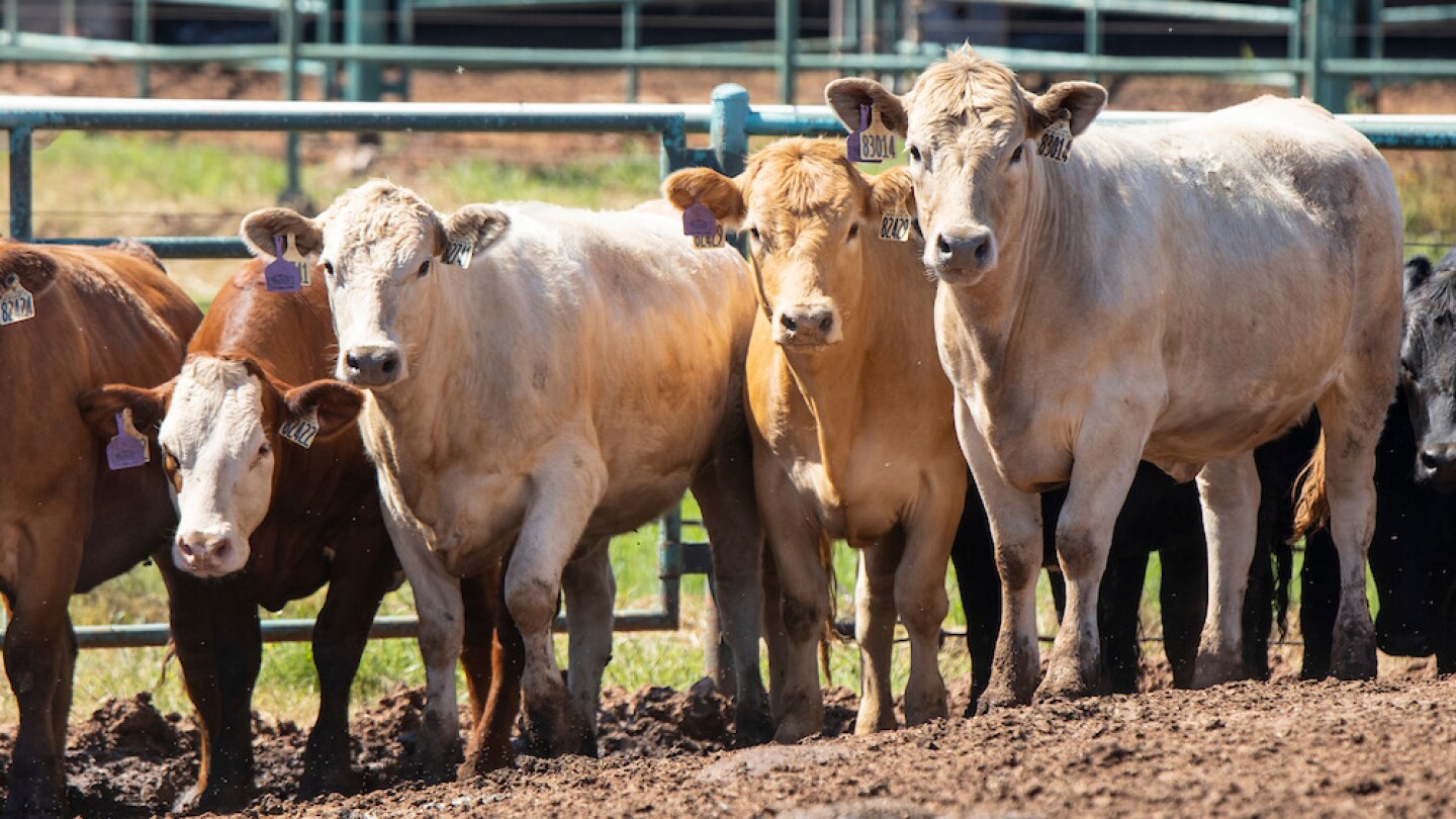 Kentucky Cattle Scheme With 78,000 Ghost Cattle Unravels - AgWeb
