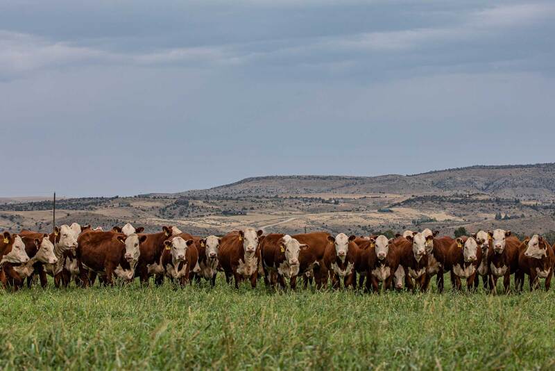 hereford cattle genetics