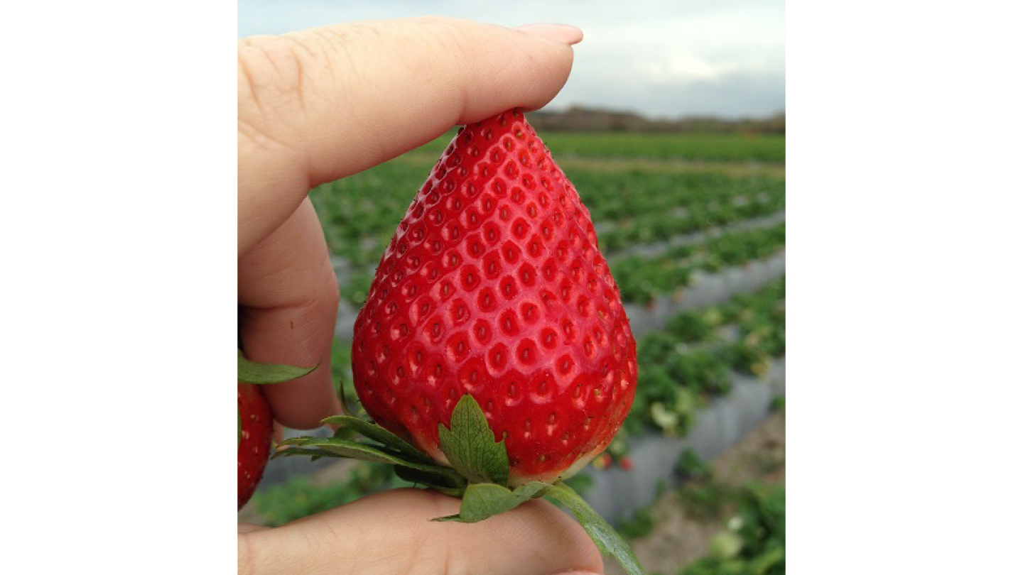 Florida strawberry industry launching new tech-driven marketing - The ...