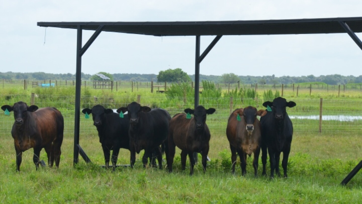 Protecting Cattle From Summer Heat - Drovers
