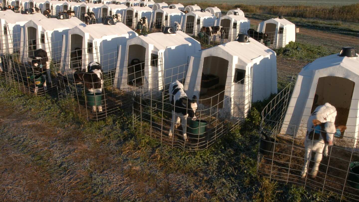 Holstein Inbreeding Reaching Moderate to High Levels - Dairy Herd