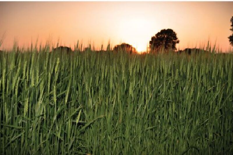 Failed Wheat Crops Still Hold Value for Cattle Rations - Drovers