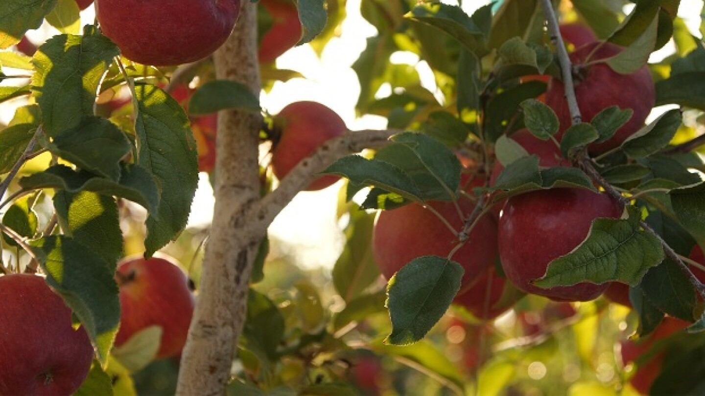 Autumn Glory harvest increasing for Superfresh Growers - The Packer ...