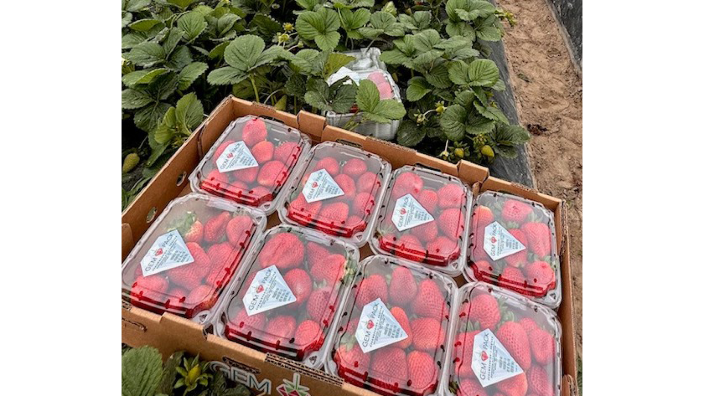 Gem-Pack Berries looking good for summer berry supply - The Packer