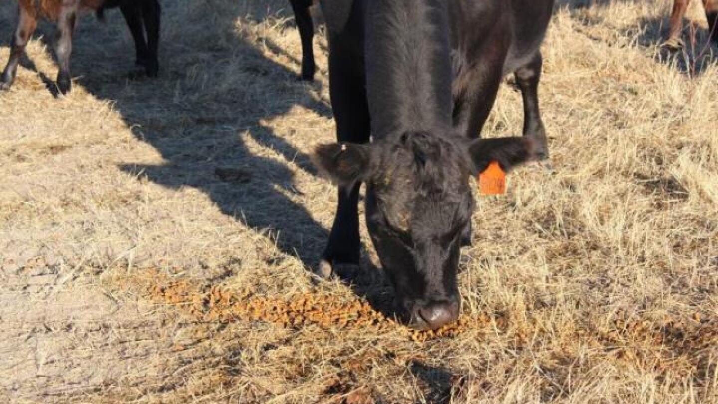 Understanding the Difference between Corn and Corn Distillers Grains as ...