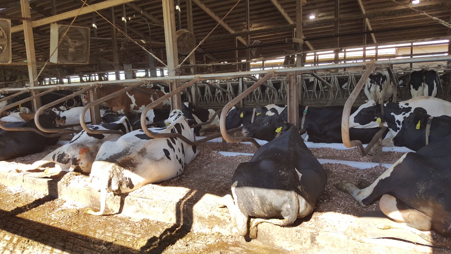 Counting Cows to Calculate Cow Comfort - Dairy Herd