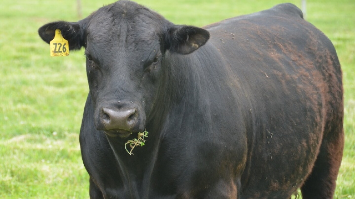 Brucellosis Found in 2 Bulls on Montana Ranch - Drovers
