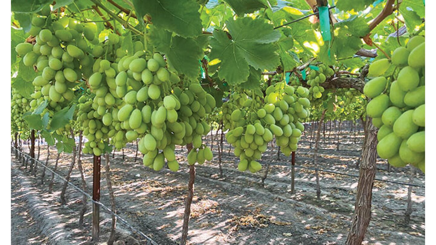 Mexican growers forecast ample crop, despite rough weather - The Packer