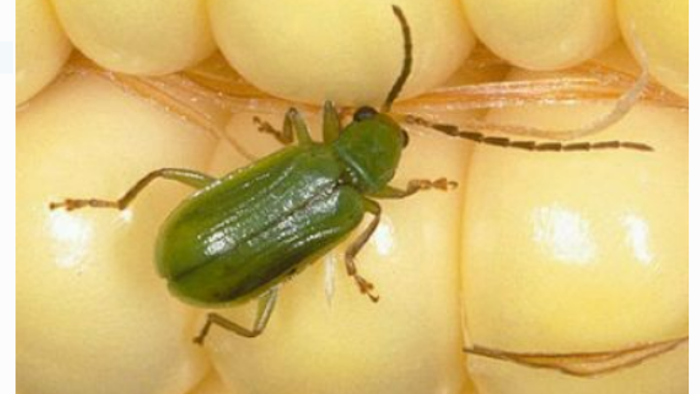 Ferrie: Rootworm Featuring Extended Diapause Moves into Illinois - AgWeb