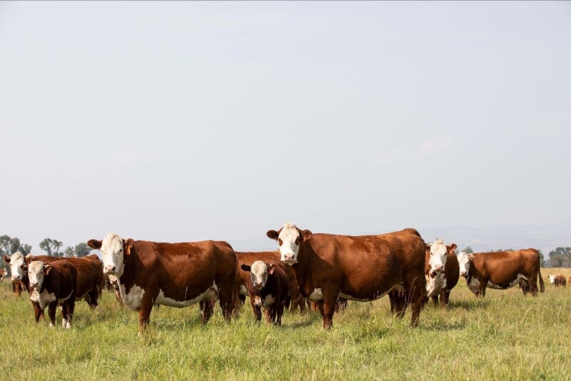hereford cattle genetics