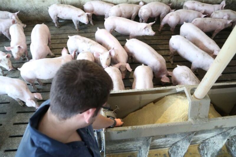 New Swine Origin Probiotic Saves Nearly $2 Per Pig in Feed Cost ...