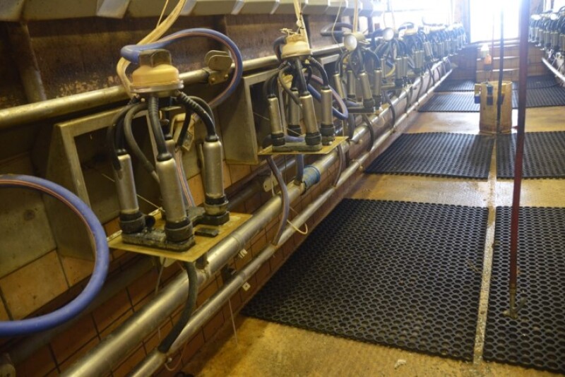 Stop the Summer Surge: How to Keep Your SCC in Check - Dairy Herd