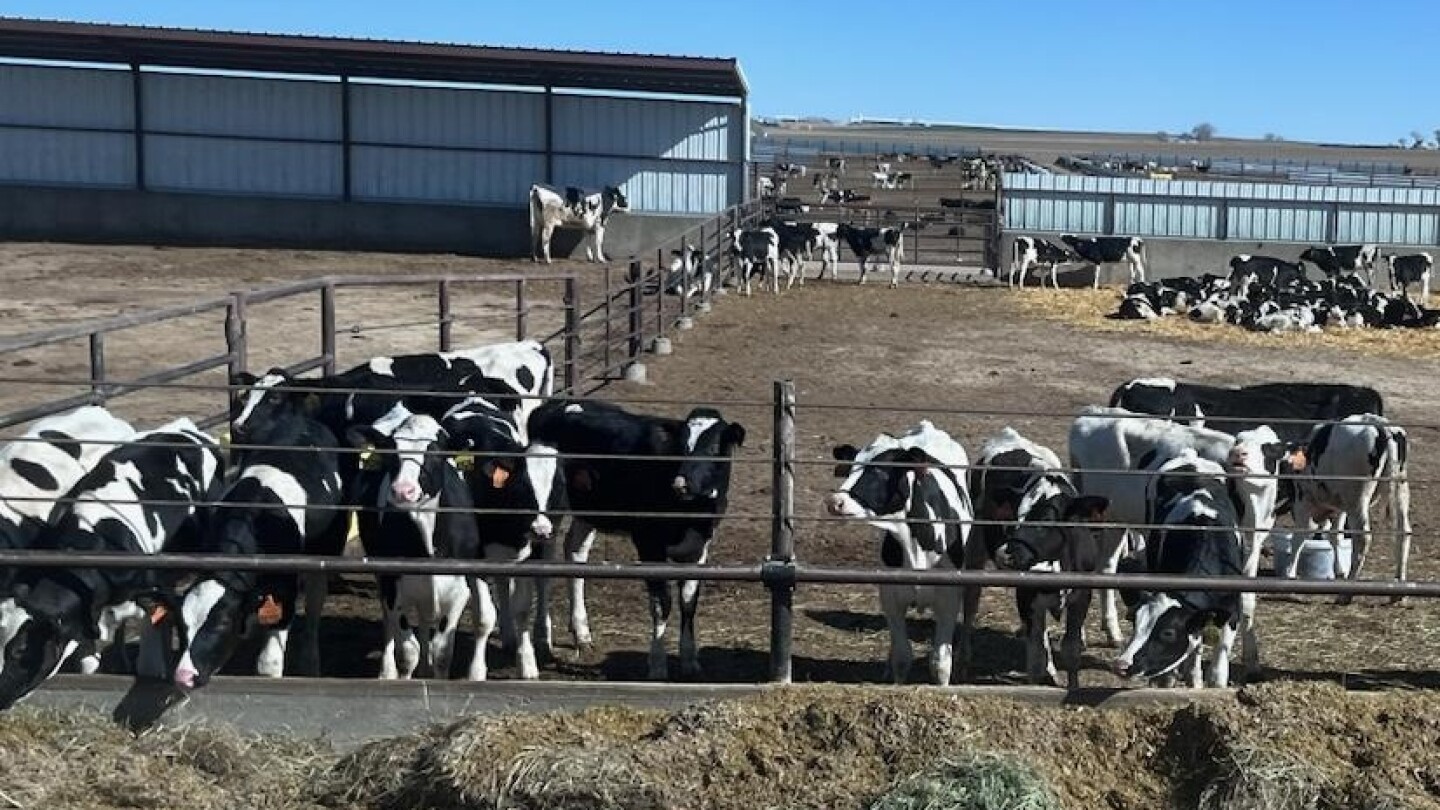 Why Traditional Techniques Still Work for Raising Heifers - Dairy Herd