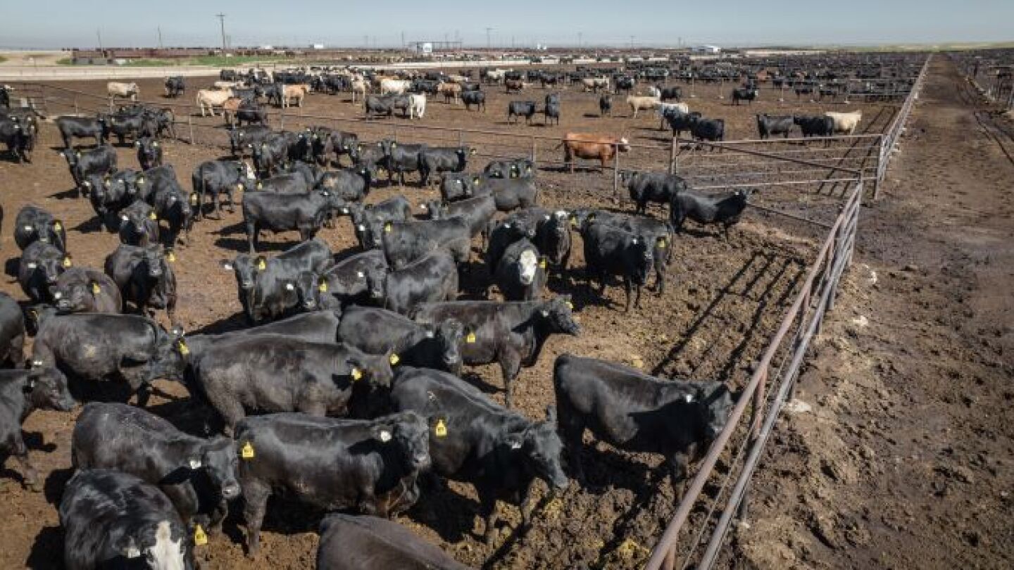 The Growing Role of the U.S. Feedlot Industry - Drovers