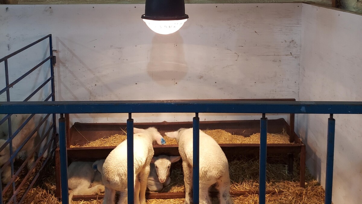 lambing barn setup