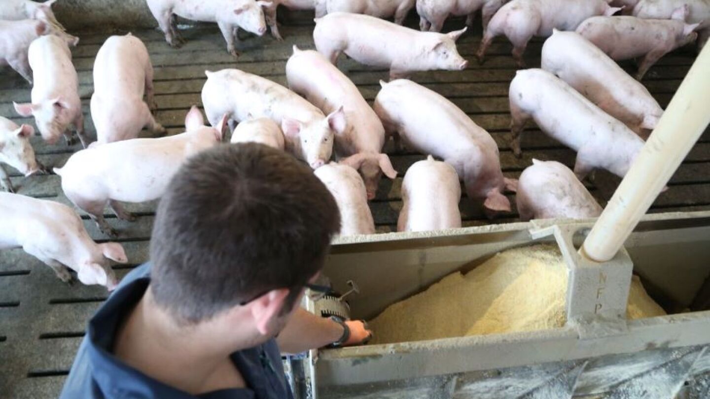 From Farms to Borders: Ensuring Biosecurity in the Pork Industry