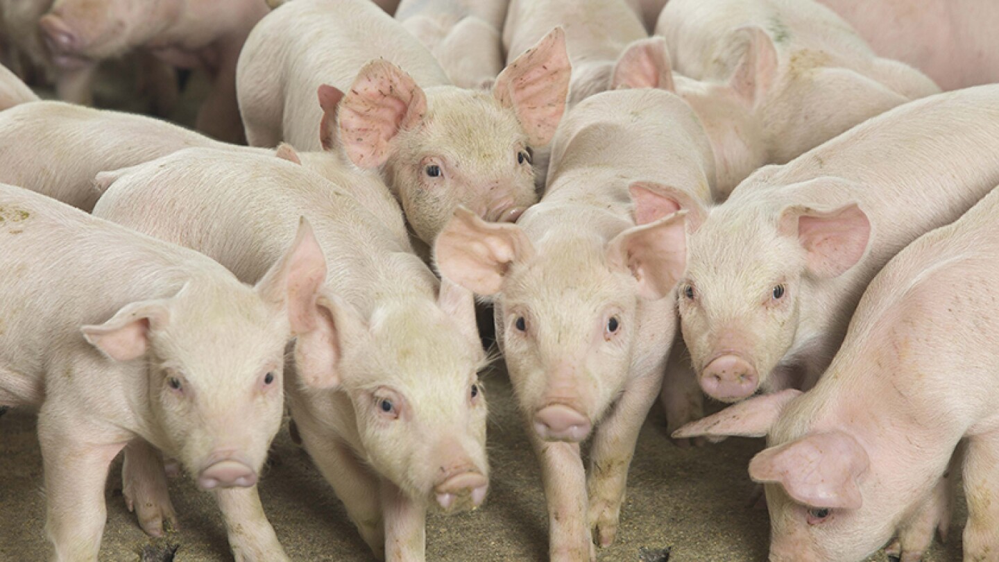 Input Needed from Commercial and Showpig Producers on Swine ...