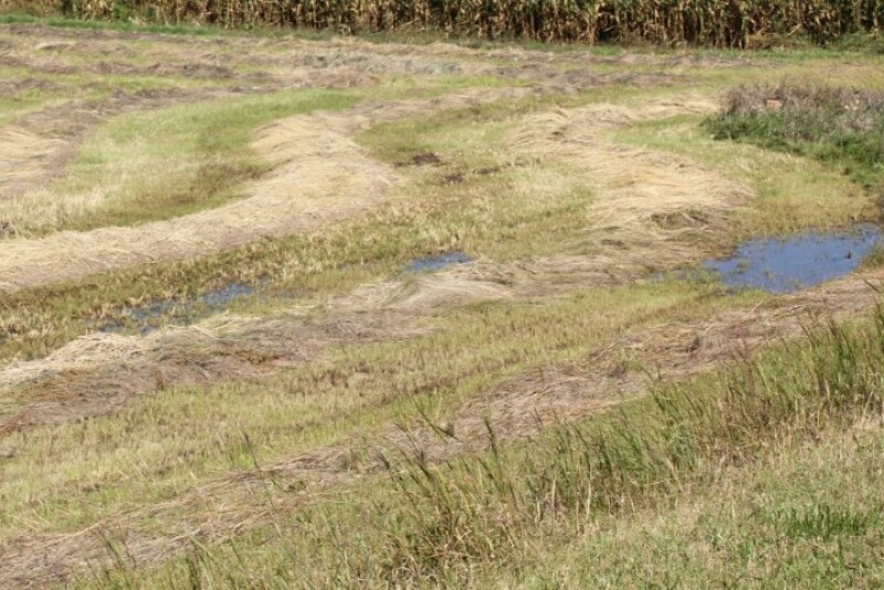 Challenges Feeding Weather-damaged Hay - AgWeb