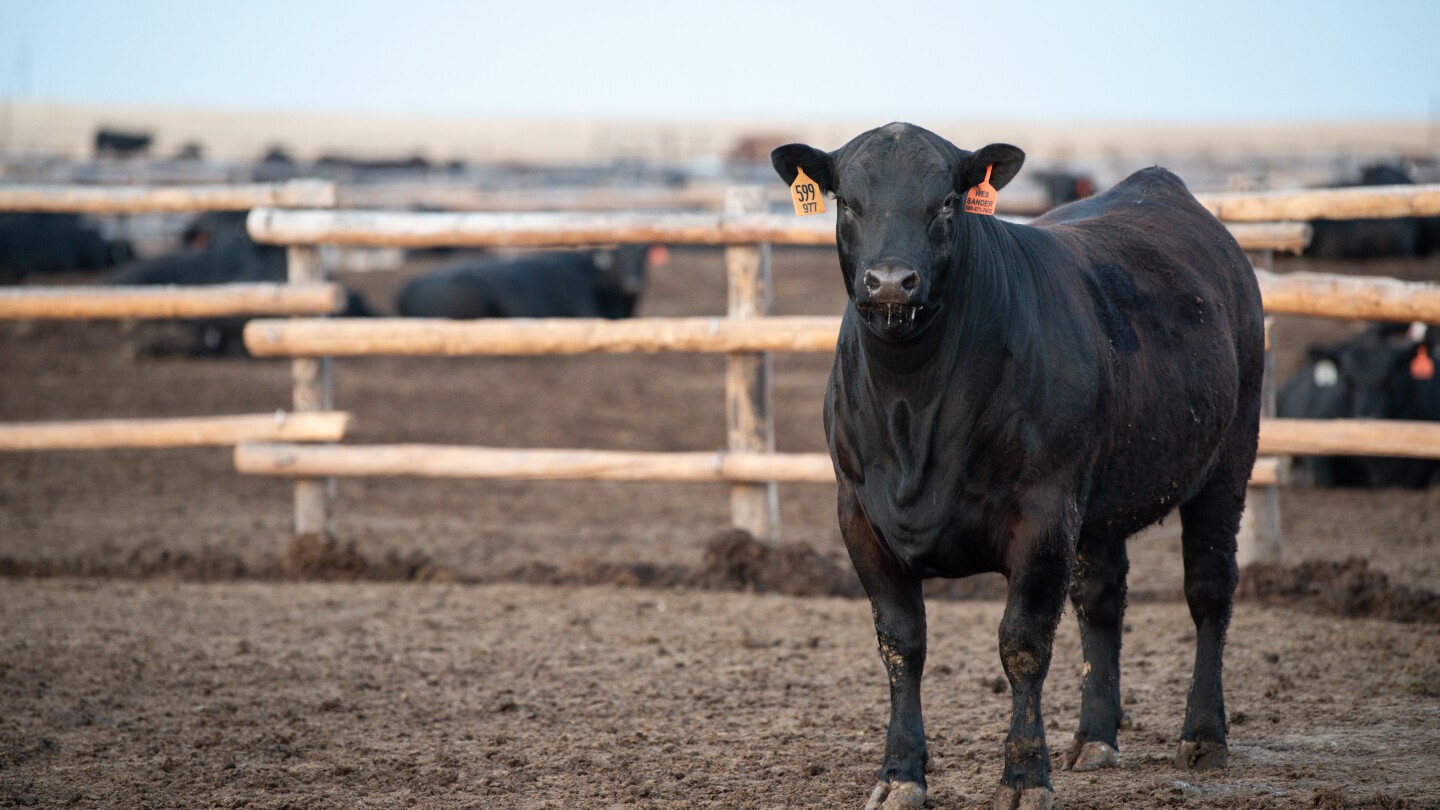 CAB Insider: Middle Meats and Supply Driving Fourth Quarter Spreads ...