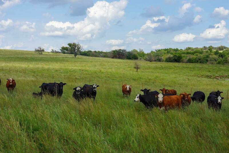 beef cows per acre