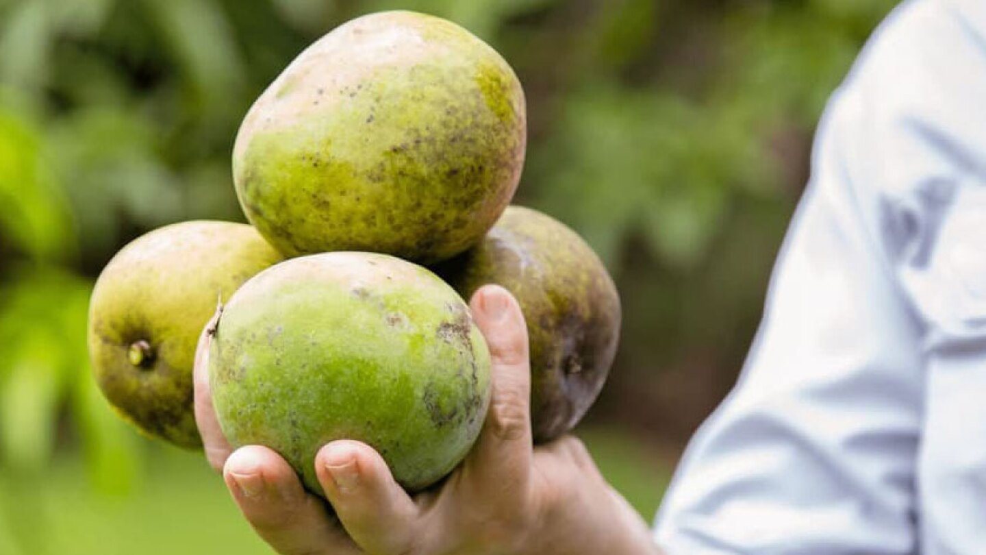 What’s the mango’s origin story? - The Packer
