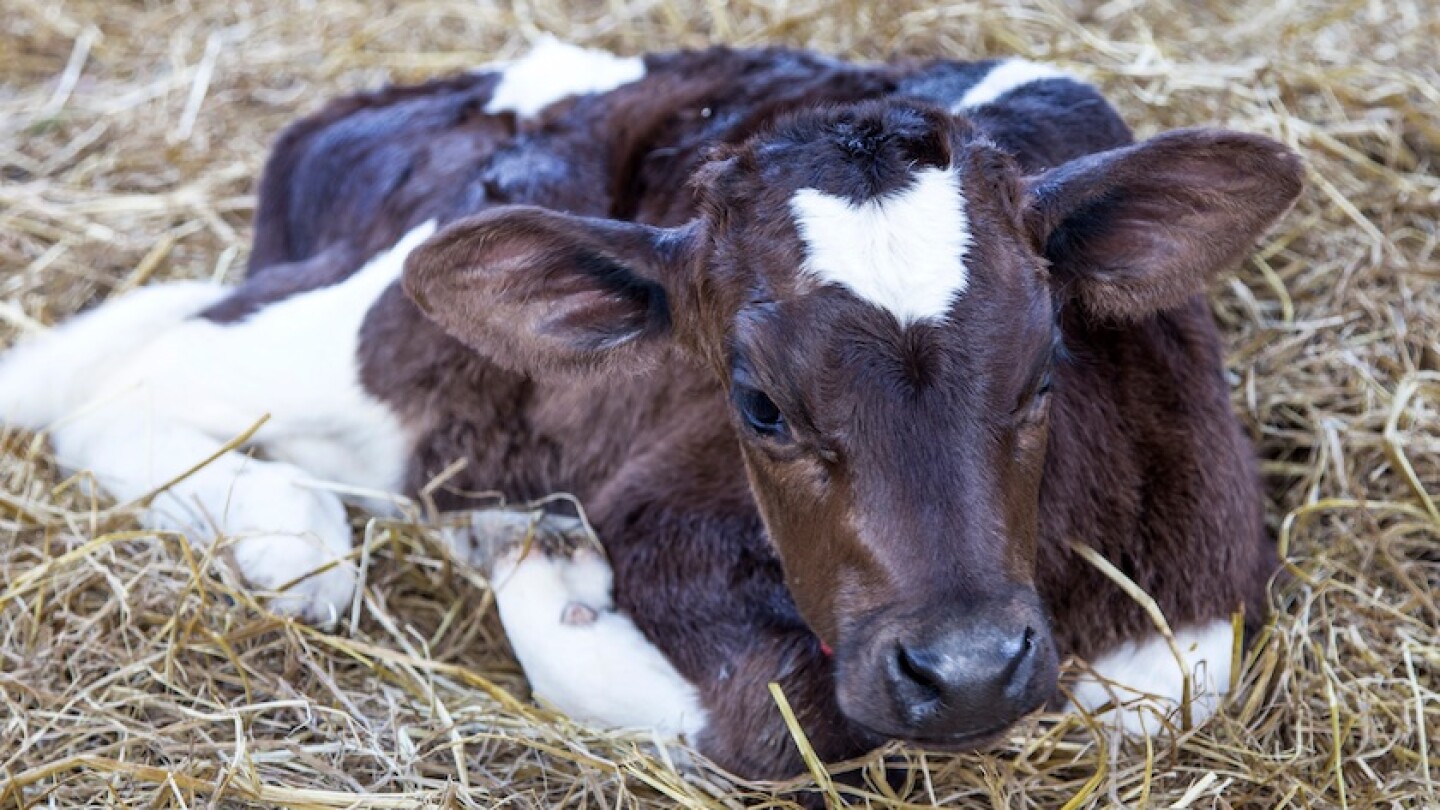 How To Measure a Calf’s Vital Signs - Bovine Vet