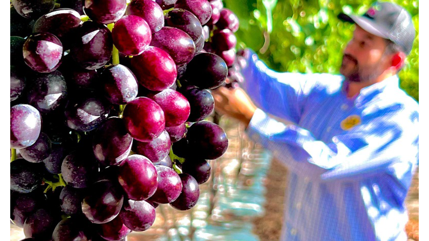 Divine Flavor anticipating sweet season for its Sonoran grapes - The Packer