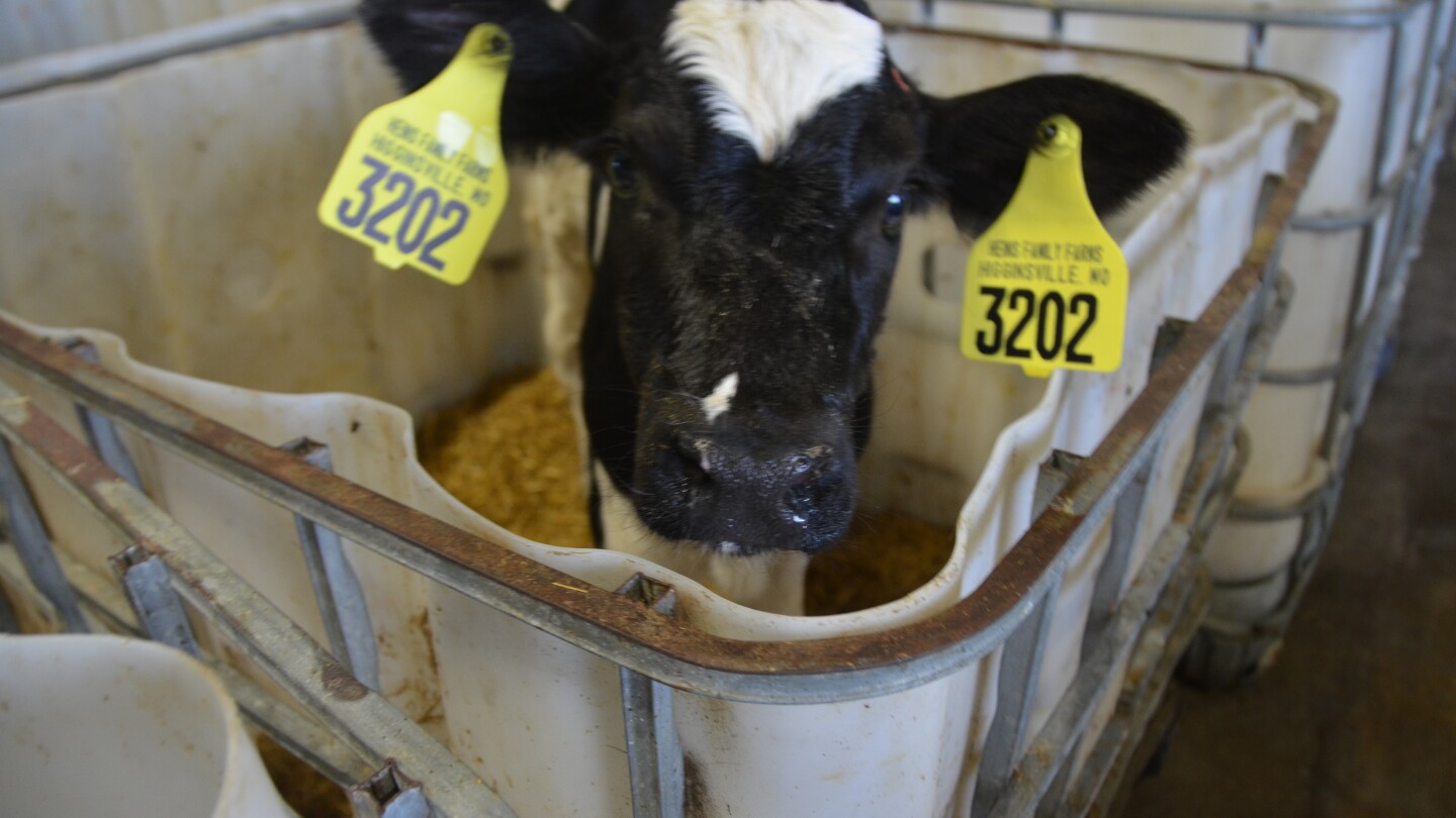 Create a Healthy Rumen For Your Calves - Dairy Herd Management