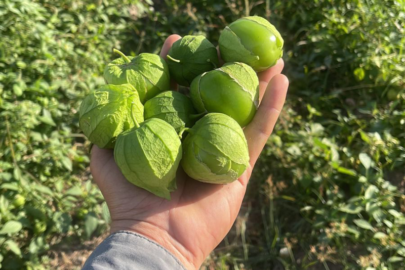 Improved conditions for West Mexico produce may arrive with spring ...