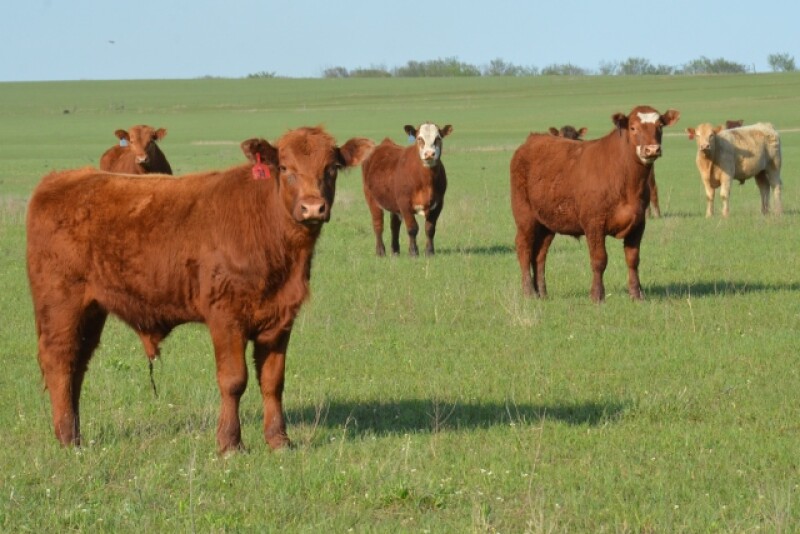 Supplementing Stocker Cattle on Wheat Pasture - Drovers