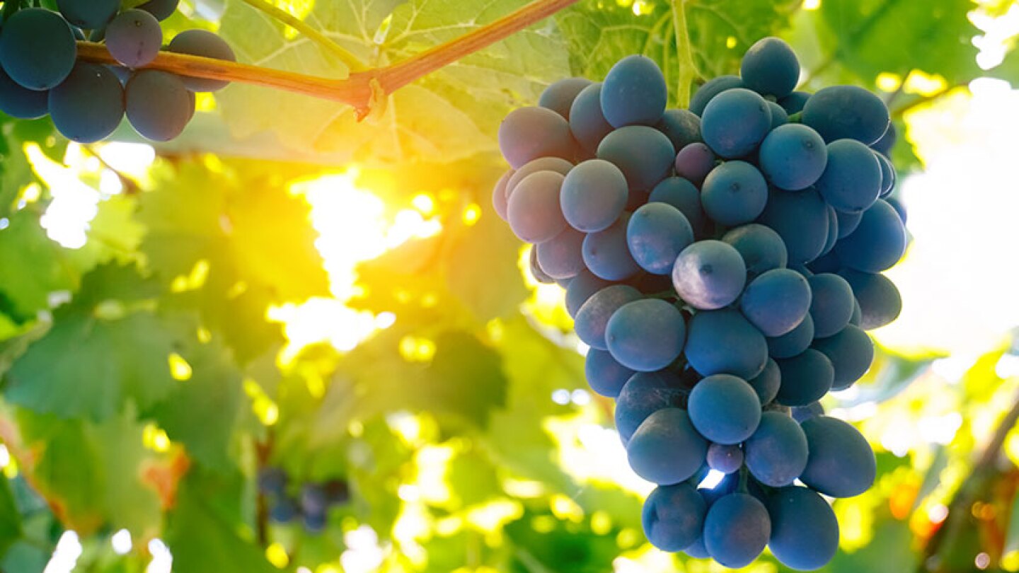 Mexican grape packout up nearly 20% - The Packer - Fruit and Vegetable ...