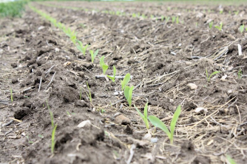 Big Chunk of Brazil’s Safrinha Corn Will be Planted Outside Ideal ...