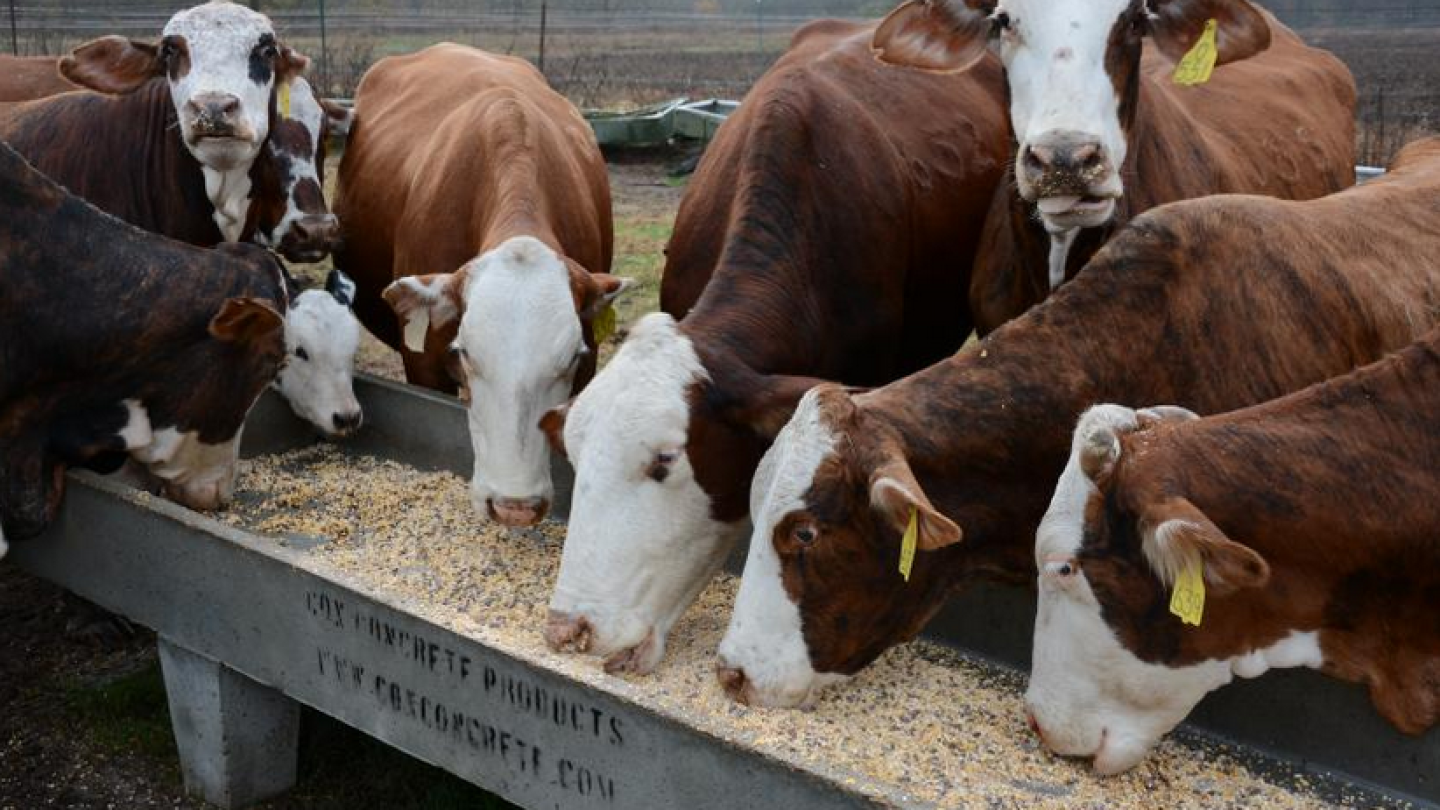 Apley provides VFD Clarifications specific to Beef Cattle - Bovine Vet