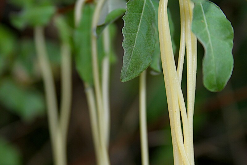 spaghetti tree spoof