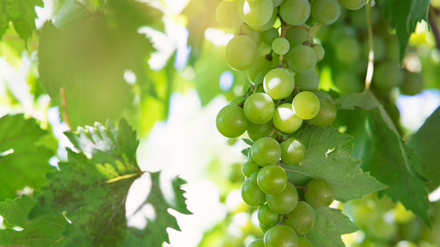 Sipcam Agro expands availability of tool for disease control in grapes ...