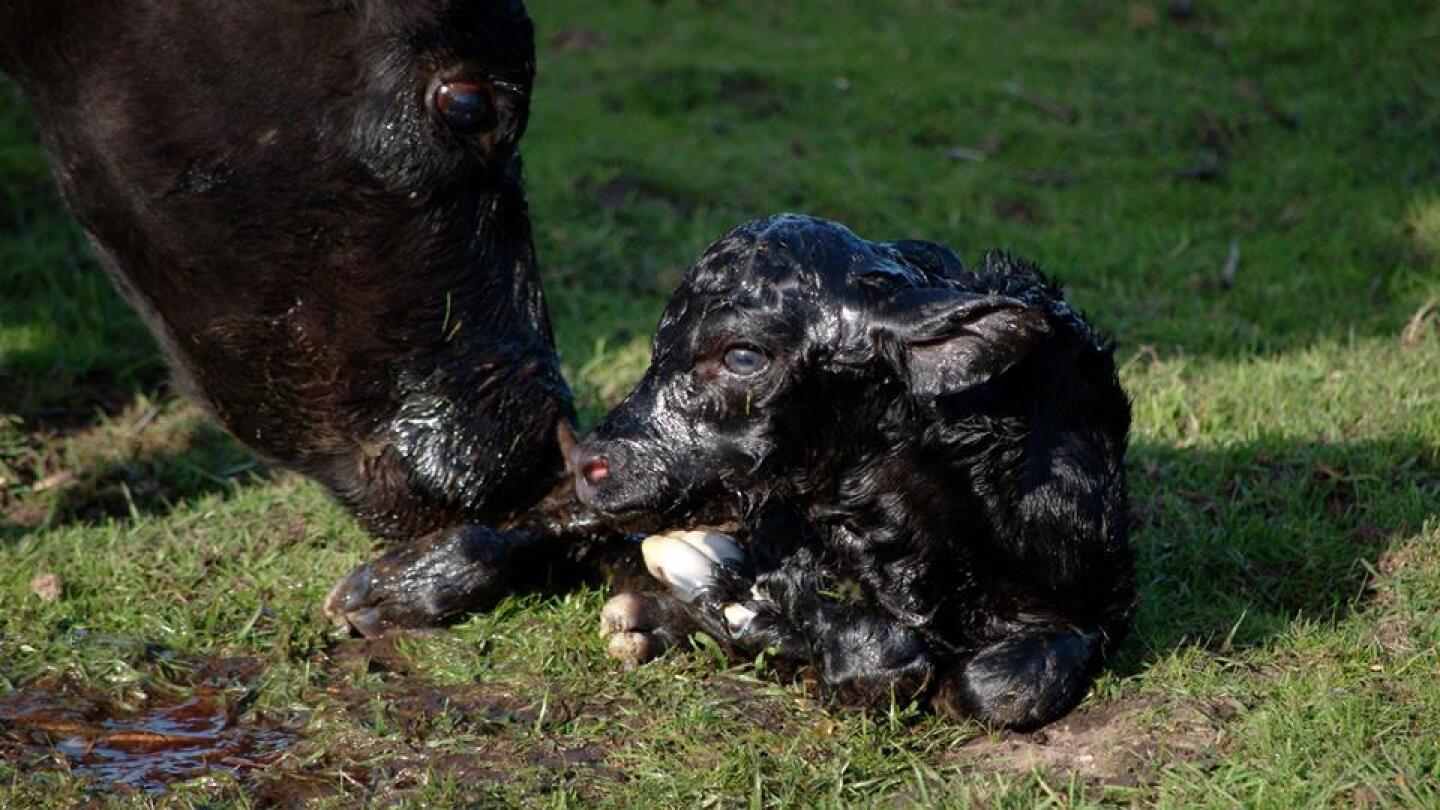 calf birthing