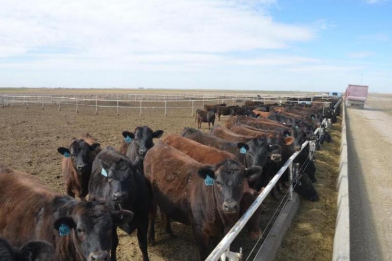 when did cows evolve