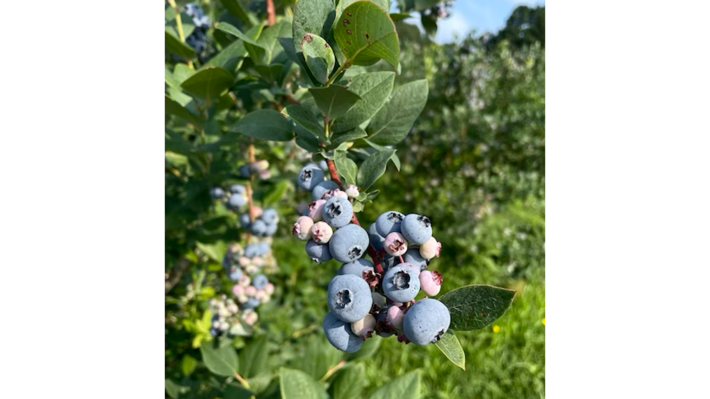 Naturipe Farms expects strong volume of proprietary blueberry varieties ...