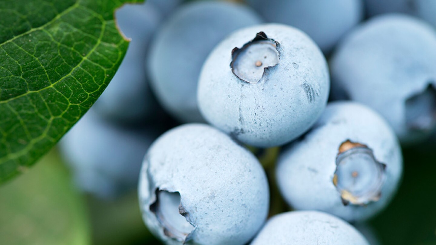 Blueberries abound as summer nears end - The Packer