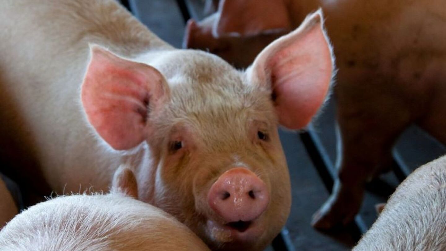 Wisconsin DNR Rejects Permit Request for 26,000-Hog Facility - Pork ...