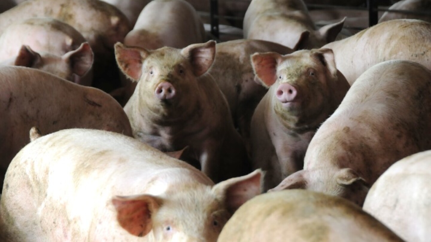 Hogs & Pigs Report expected to reflect contraction in U.S. hog herd ...